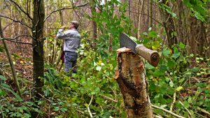 Woodland Management – Wildlife Benefits – PONDHEAD CONSERVATION VOLUNTEERS